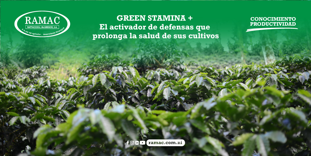 GREEN STAMINA +: El activador de defensas que prolonga la salud de sus ...